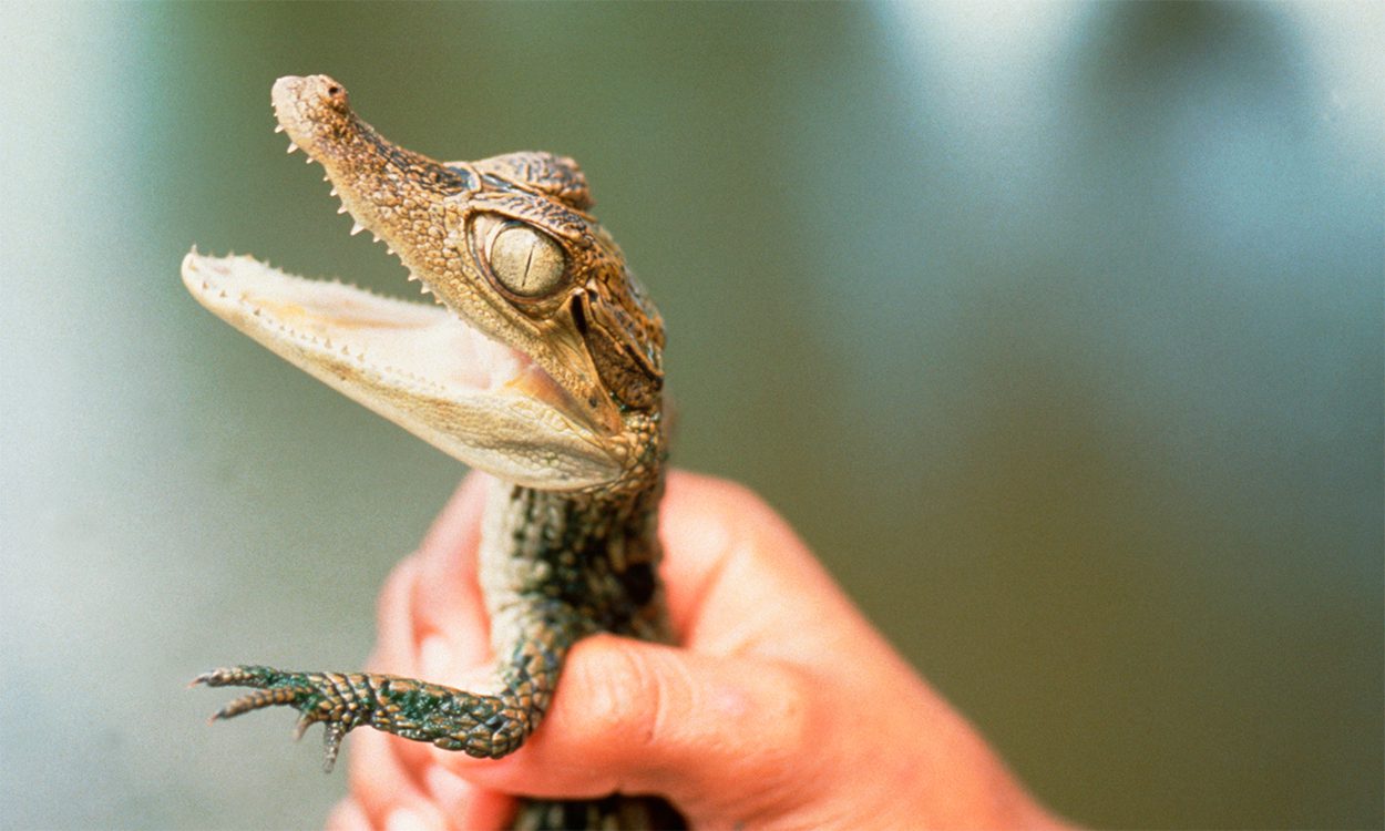 Krokodille Zoo – upplev krokodiler på nära håll - VillaVilla